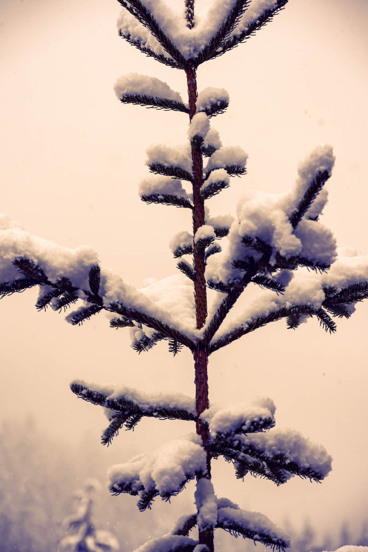 A Winter Retreat | l i z ruest